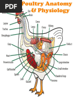 Chicken Anatomy and Digestive Systems | PDF | Lung | Digestion