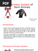 Cow's Heart | PDF | Heart | Atrium (Heart)