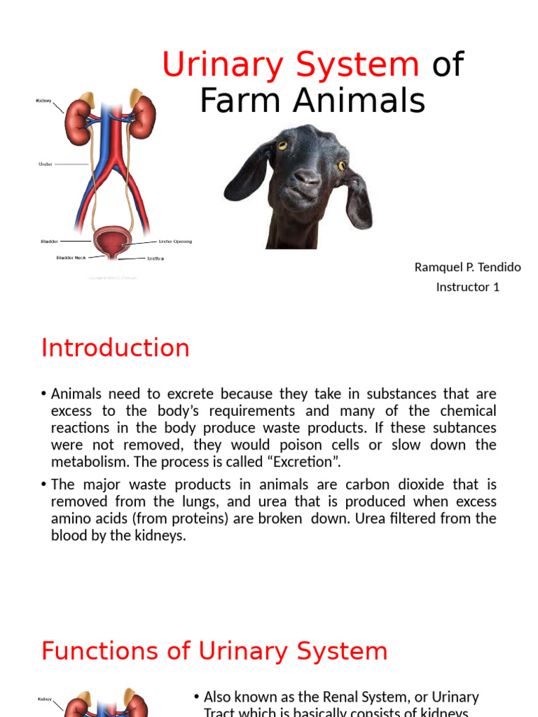 Session 4-Urinary System of Farm Animals | PDF | Kidney | Urinary System
