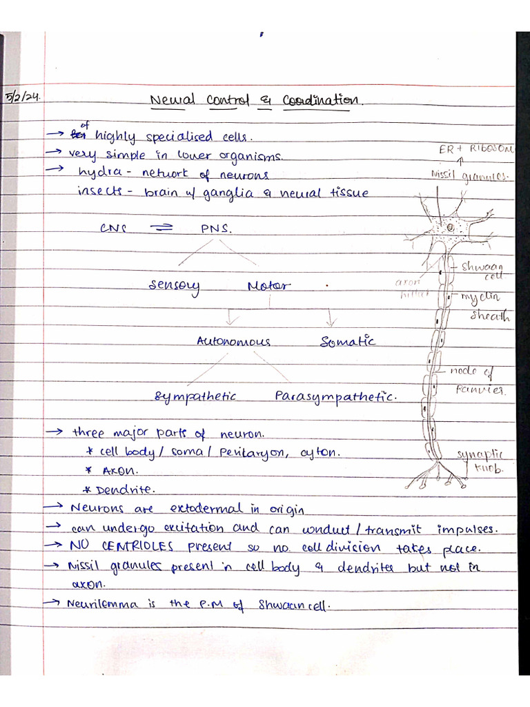 CHP 18 Neural Control Dav Mam Notes Class 11 | PDF