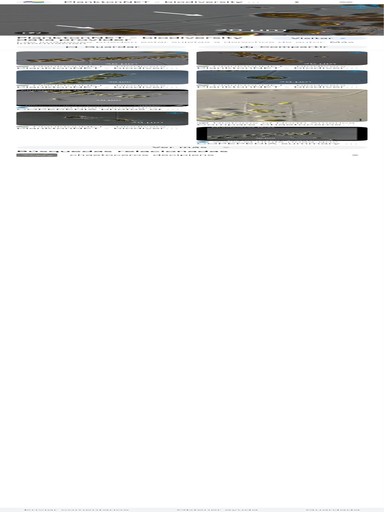 Chaetoceros Teres - Búsqueda de Google | PDF