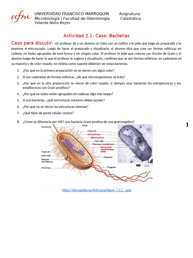 Actividad2 Bacterias (Parte1) | PDF