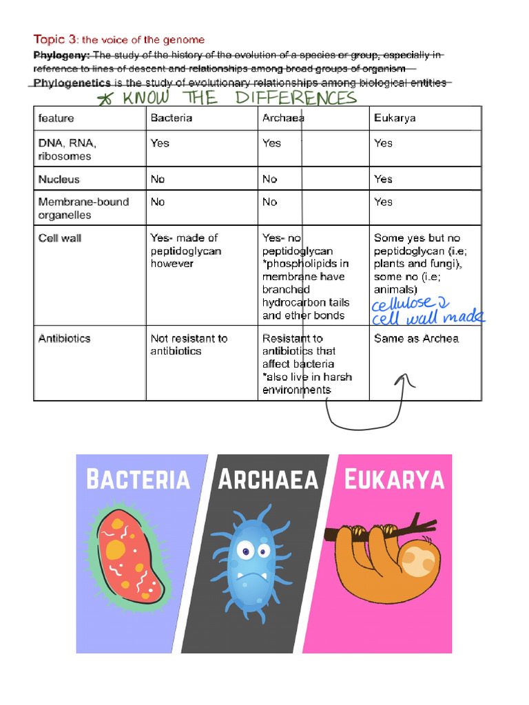 Topic 3 Unit 2 AS Biology International | PDF