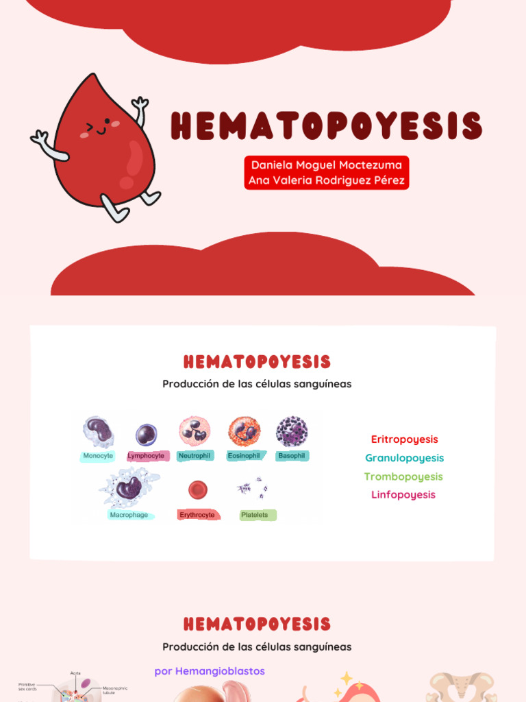 Hematopoyesis | PDF | Hematopoyesis | Linfocitos