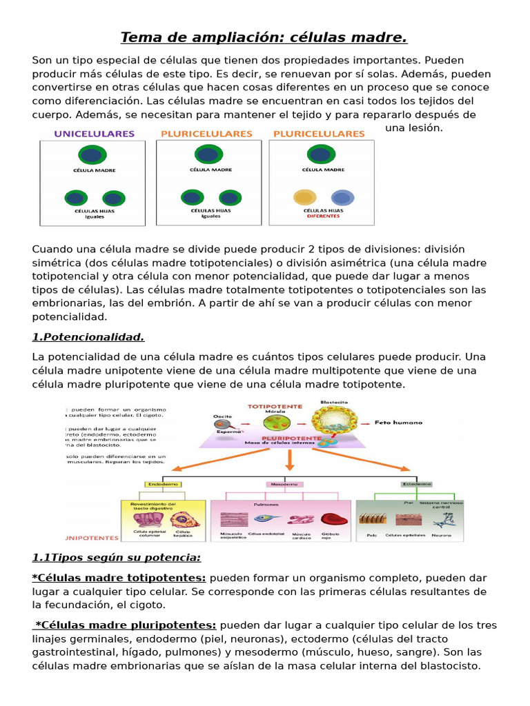 Tema Ampliación Células Madre | PDF | Célula madre | Potencia celular