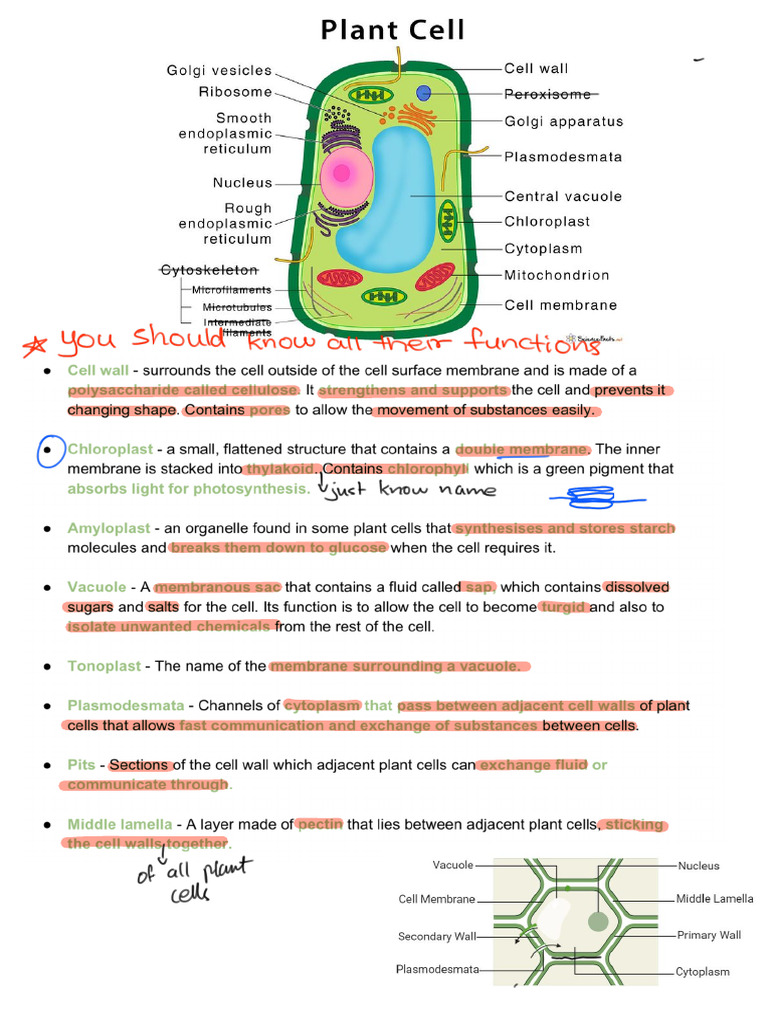 Topic 4 unit 2 AS biology edexcel | PDF
