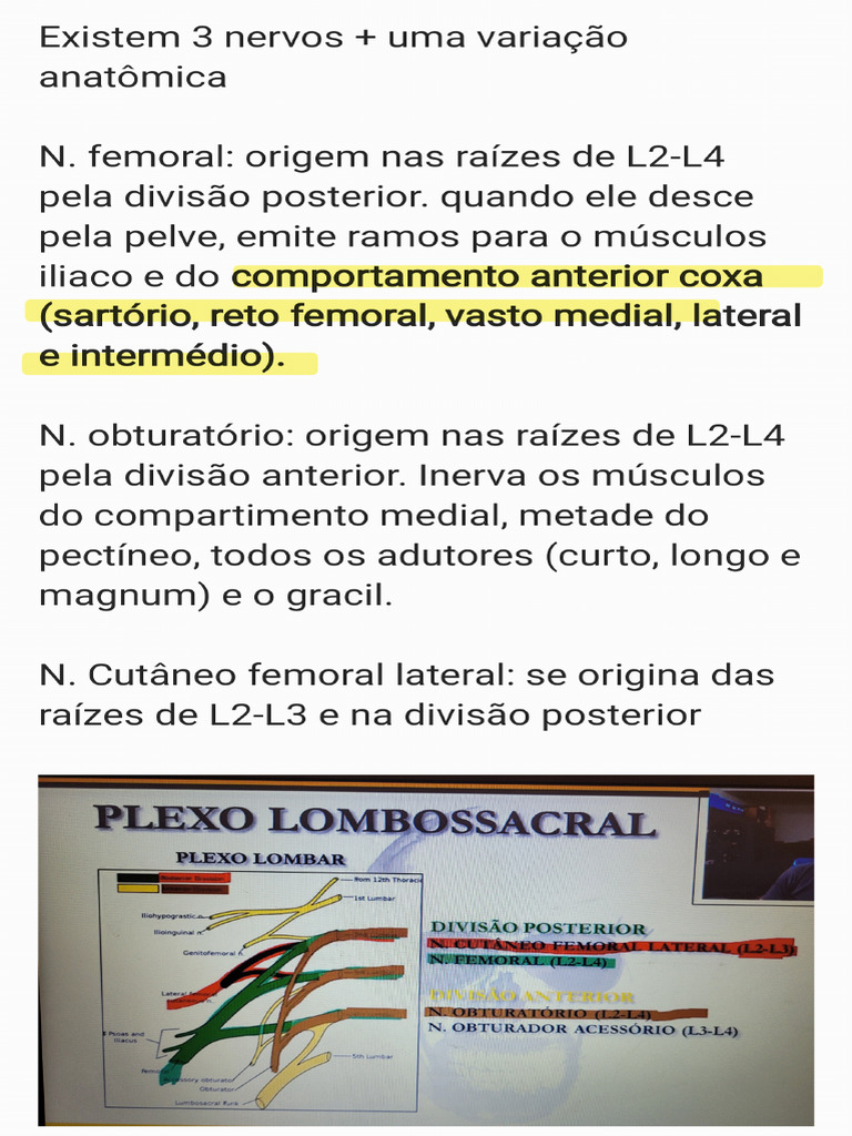 Plexo Lombar - 250208 - 101101 | PDF
