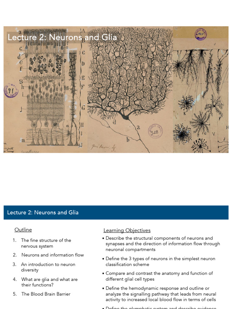BIOL371 WT2 Lecture02 Neurons and Glia | PDF | Neuron | Axon