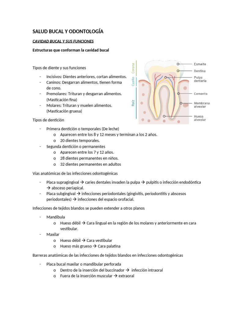 Salud Bucal y Odontología | PDF | Especialidades Medicas | Medicina CLINICA