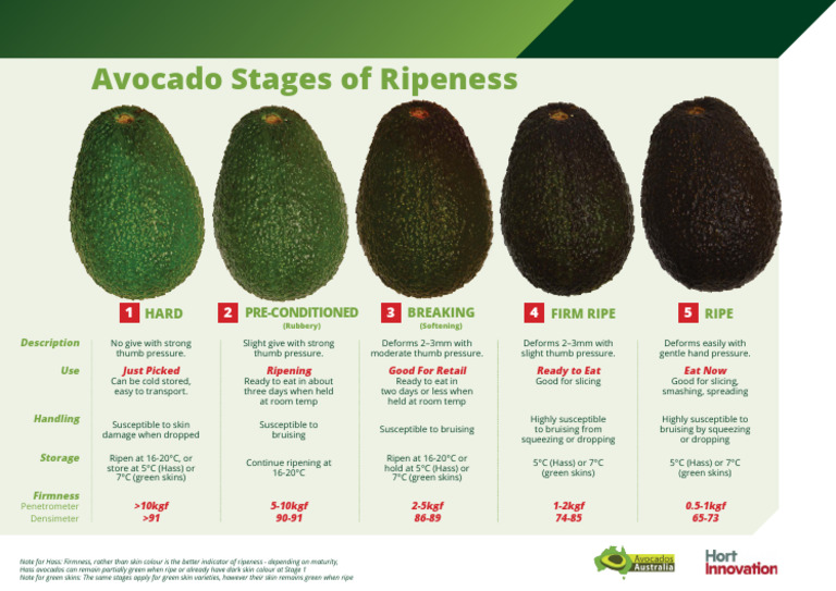 Avocado Ripeness Stages Guide | PDF | Avocado | Edible Fruits