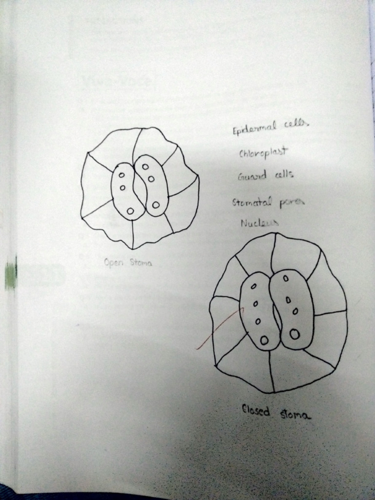 Bio Lab Manual 1 | PDF