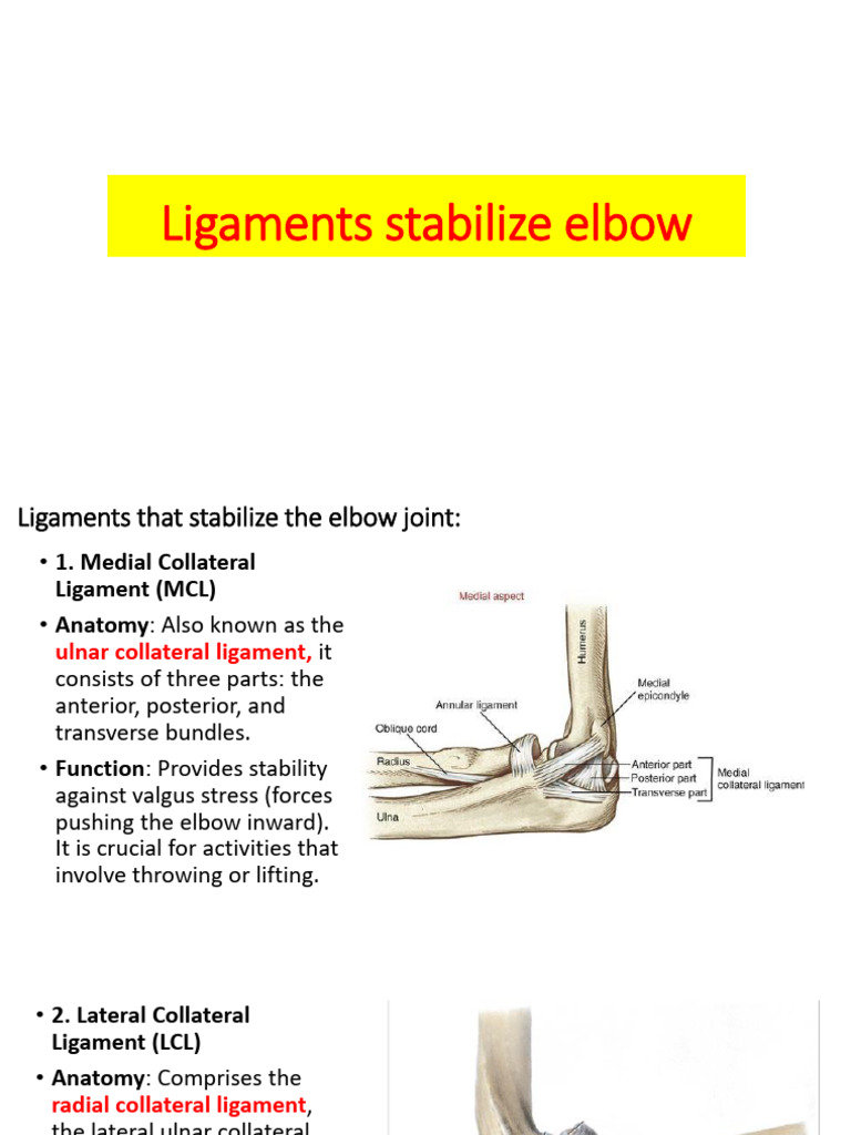 Collateral Ligament of Elbow | PDF