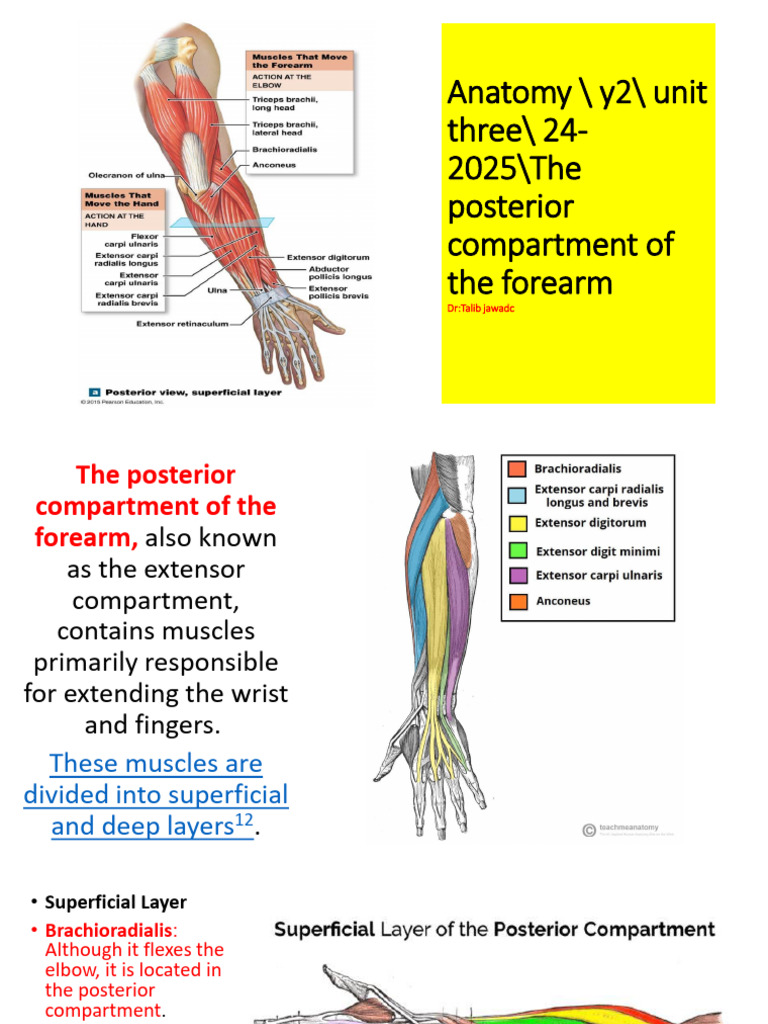 Posterior Forearm Compartment Anatomy | PDF | Thumb | Elbow