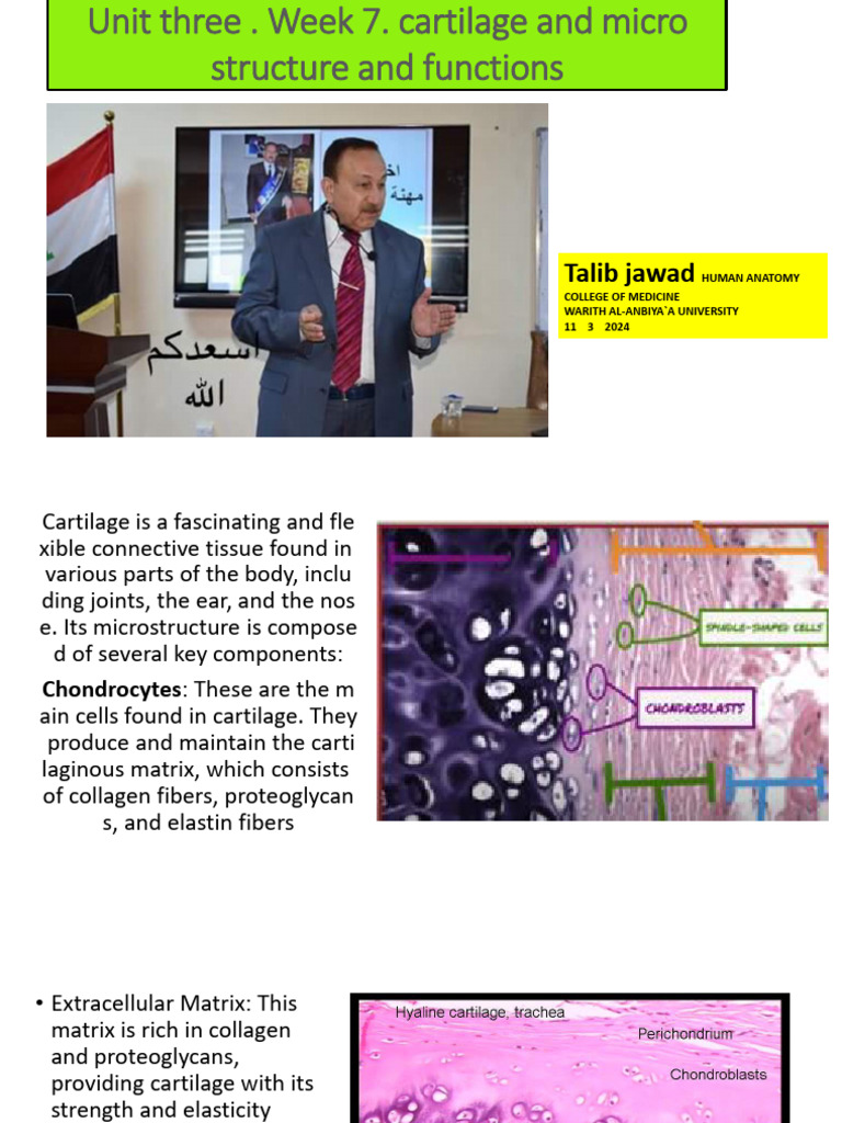 Unit Vthree Week 7cartilage Micro Structure and Function | PDF ...