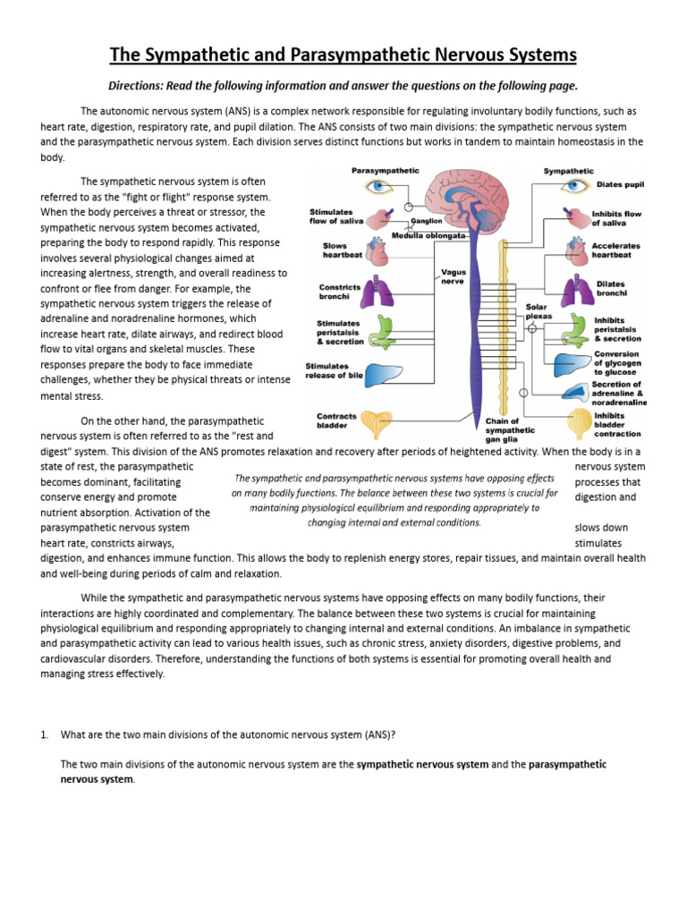 Understanding the Parasympathetic System | PDF | Fight Or Flight ...