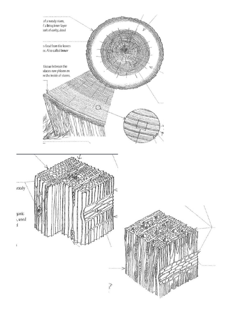 Guidelines Pdf