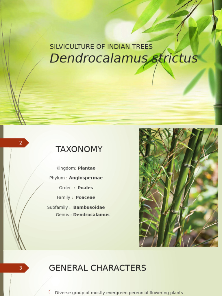 Dendrocalamus Strictus: Taxonomy & Uses | PDF | Bamboo | Root