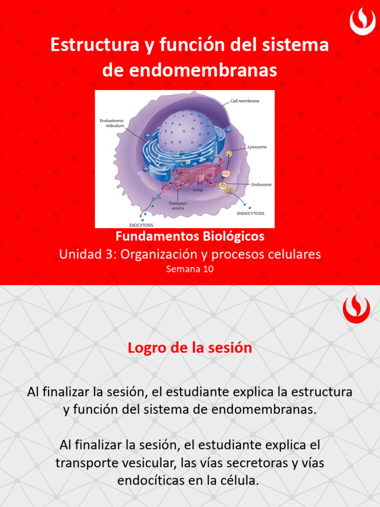 Estructura y Función del Sistema Endomembranas | PDF | Bioquímica | Química