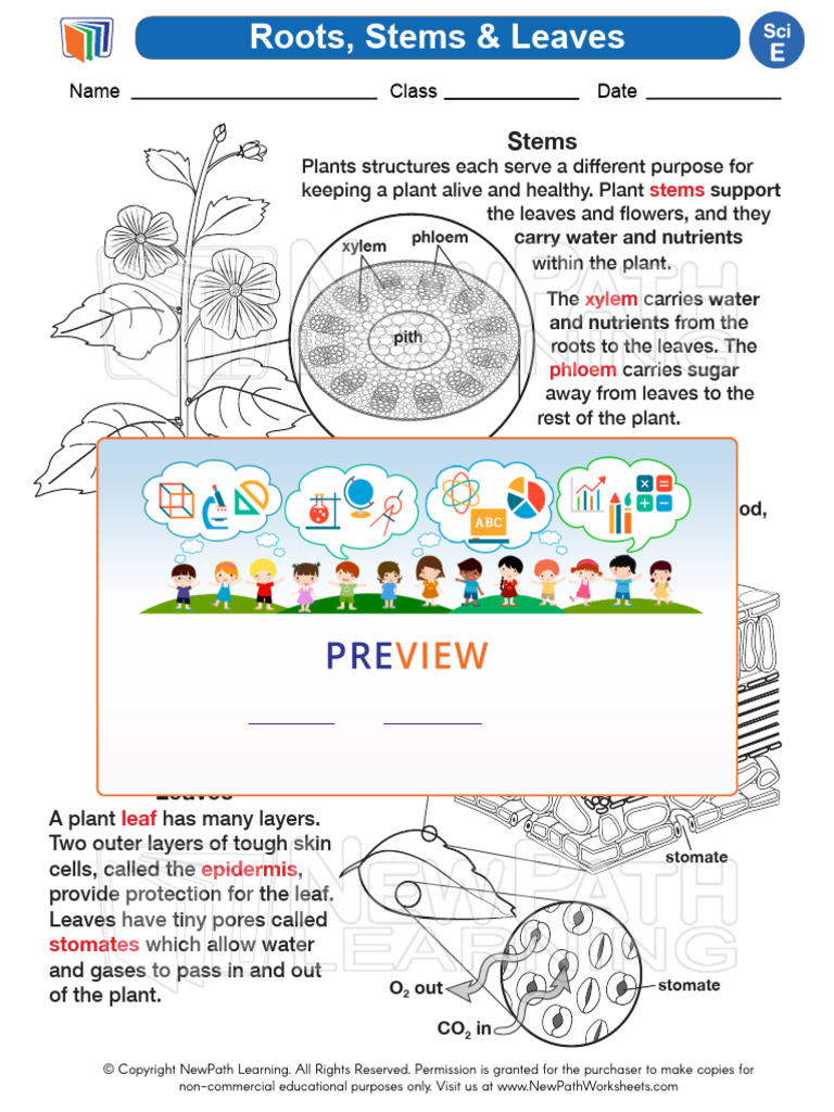 Activity Lesson Chapter 4 Science Grade 3 | PDF | Leaf | Plant Stem
