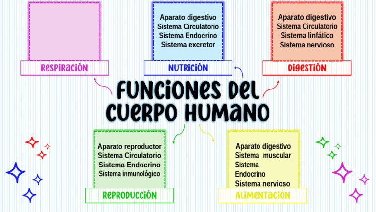 Aparato Digestivo Sistema Circulatorio Sistema Endocrino Sistema ...