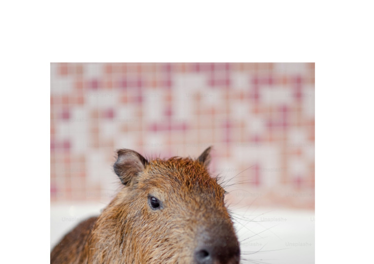 Capibara Presentation Final 4 | PDF