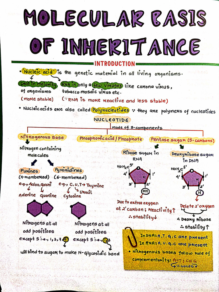 Molecular Basis of Inheritance | PDF