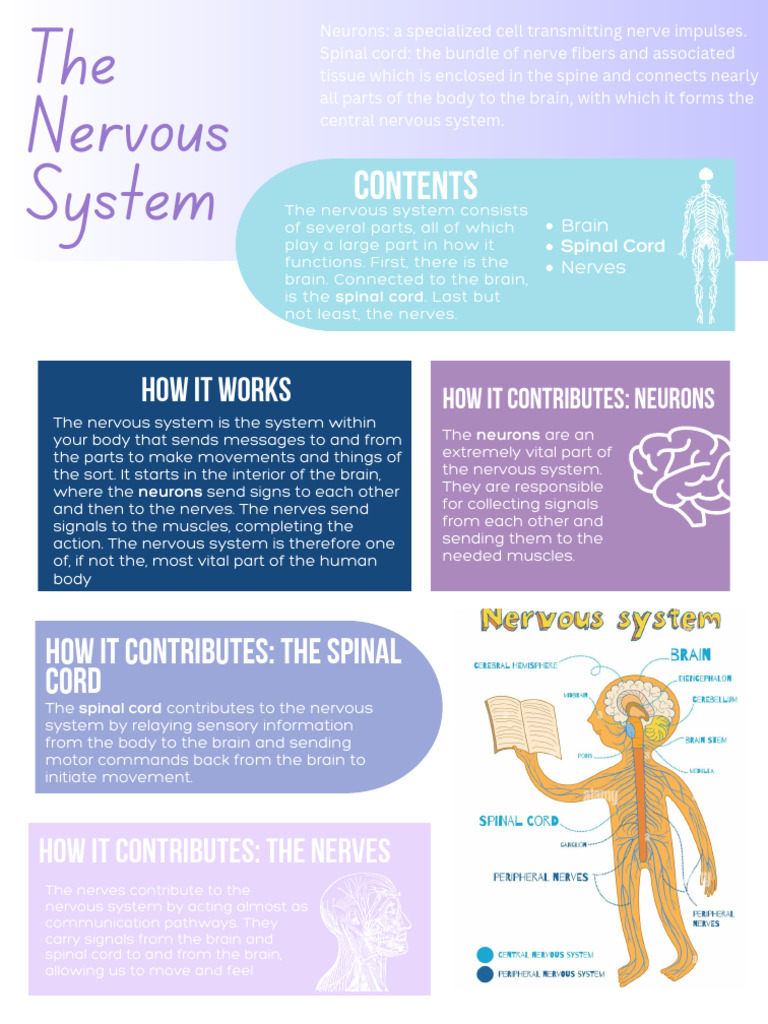 Infographic The Nervous System.pdf 2 | PDF