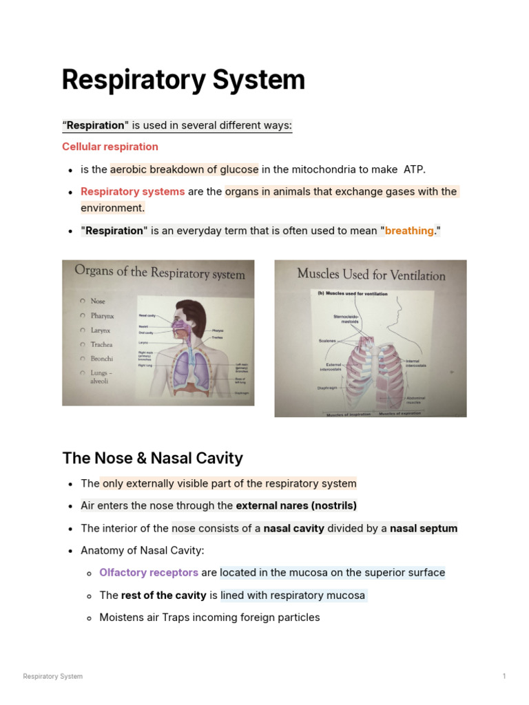 Respiratory System | PDF | Respiratory System | Lung