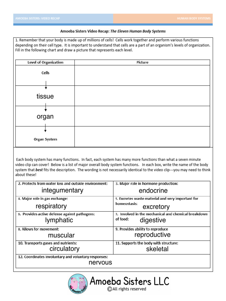 BodySystems - amoebaSisters+Handout 2 | PDF | Animal Anatomy | Organ ...