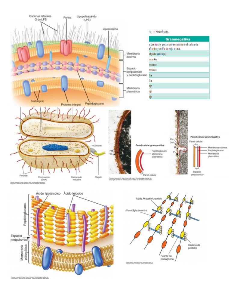 IMAGENES MICRO | PDF