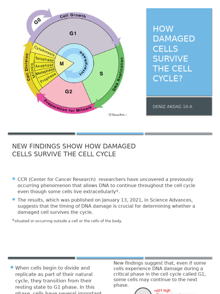 How Damaged Cells Survive Cell Cycle | PDF | Cell Cycle | Dna Repair