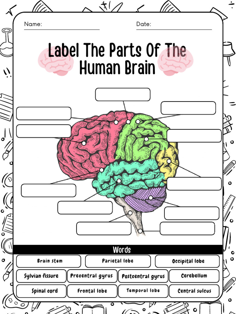 Label The Parts of The Human Brain: Words | PDF | Parietal Lobe ...