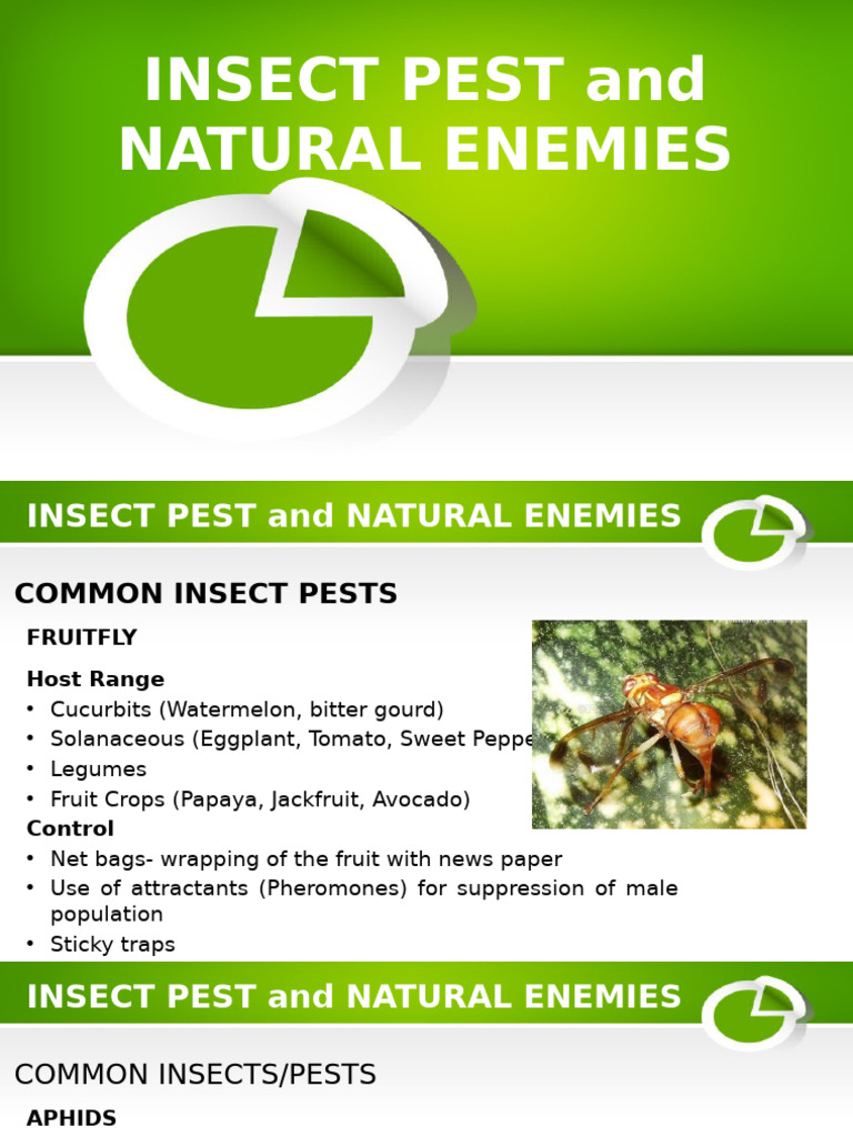 Insect Pest and Natural Enemies | PDF | Biological Pest Control | Wasp