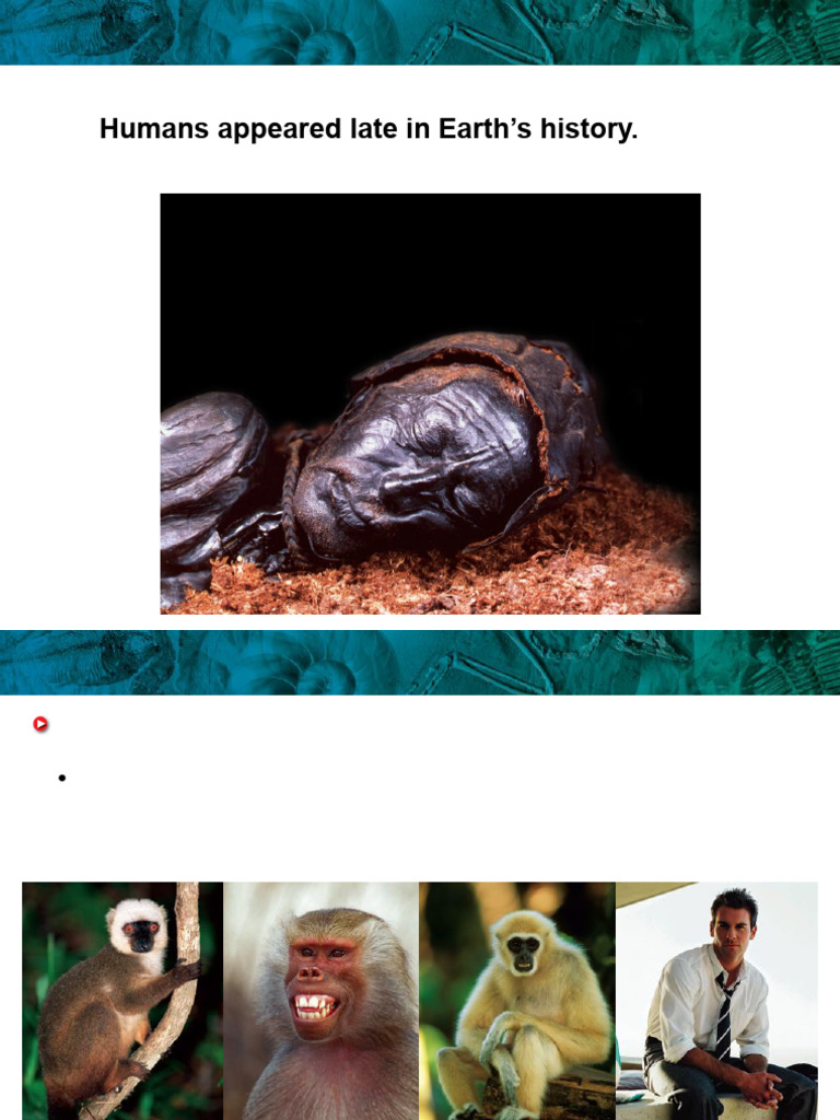 12.6 Primate Evolution | PDF