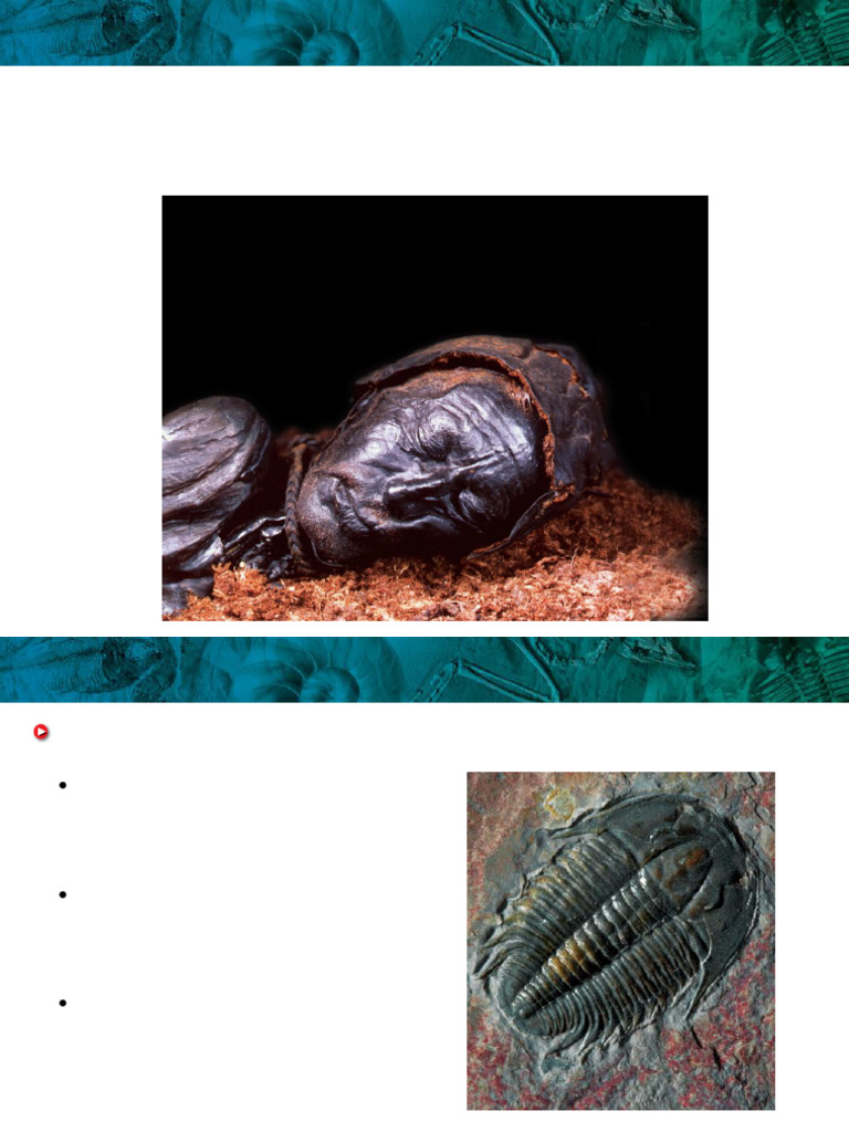 Evolution of Multicellular Life Phases | PDF