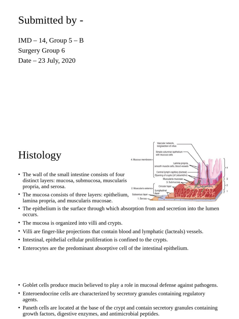 Small Intestine Histology Overview | PDF