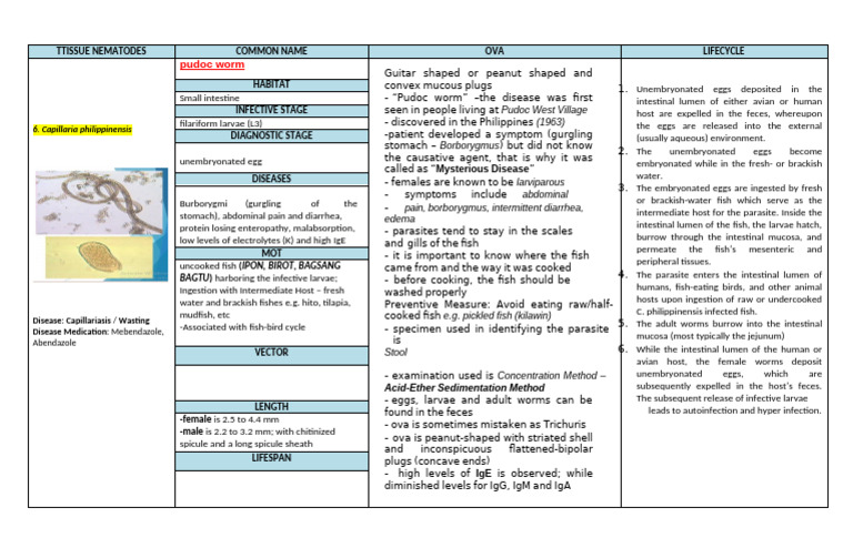 6. Capillaria philippinensis -TISSUE NEMATODES | PDF | Medical ...