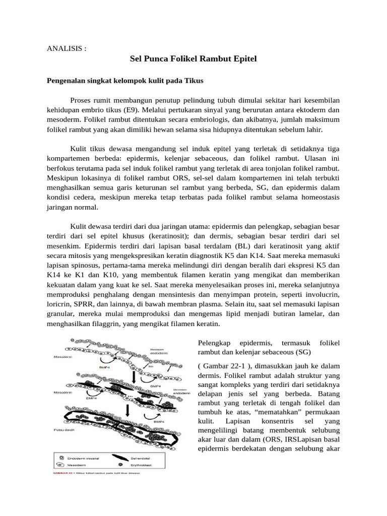 Sel Punca Folikel Rambut pada Tikus | PDF