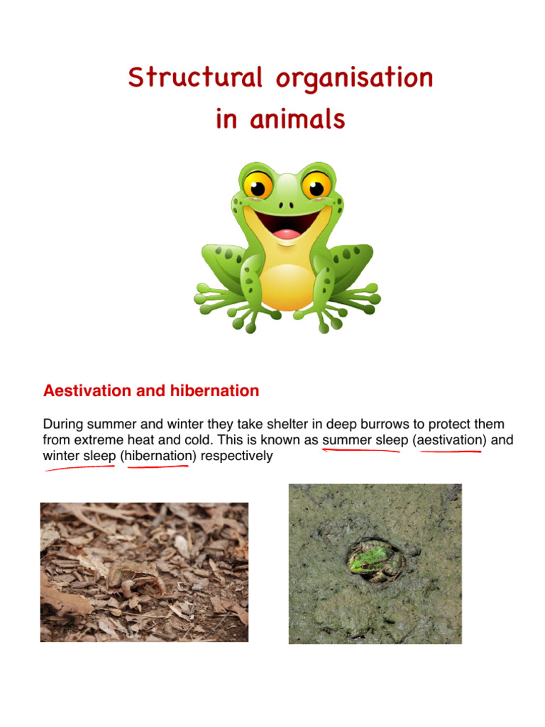 Frog Respiratory System Overview | PDF | Respiratory System | Lung