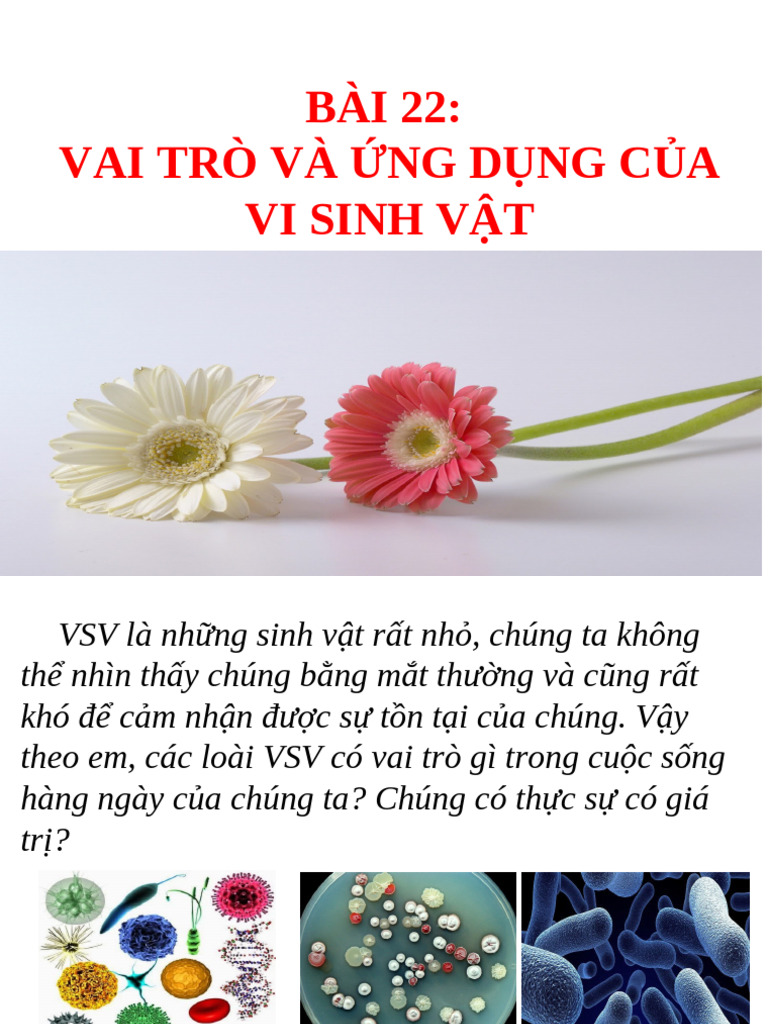 Bai 22. Vai Trò Và NG D NG C A VSV | PDF