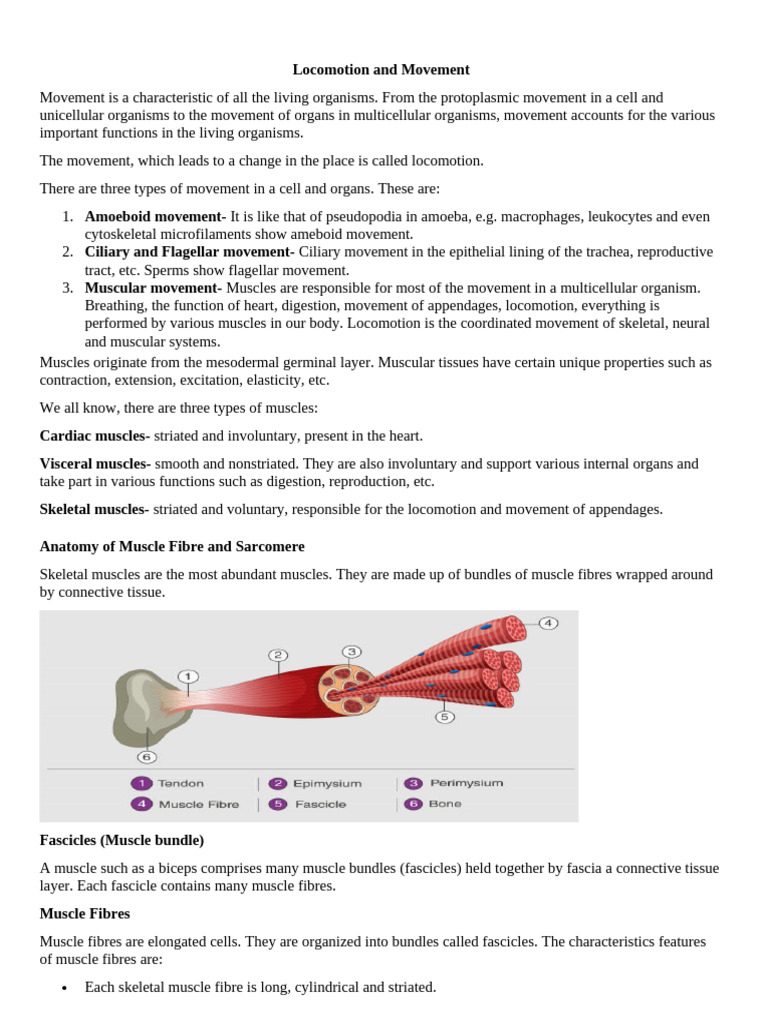 Locomotion and Movement CLASS 11 | PDF | Muscle Contraction | Muscle