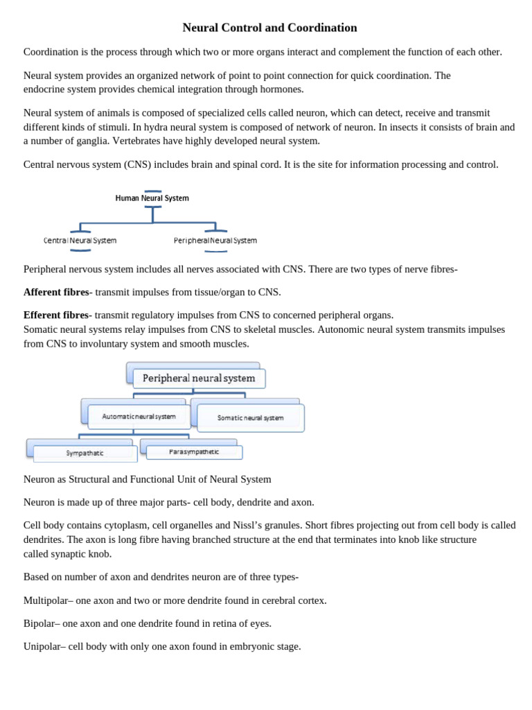 Neural Control & Coordination Guide | PDF | Axon | Nervous System