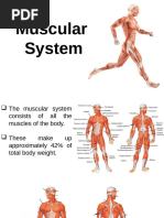 GCSE PE Muscular System Revision Guide | PDF | Anatomical Terms Of ...