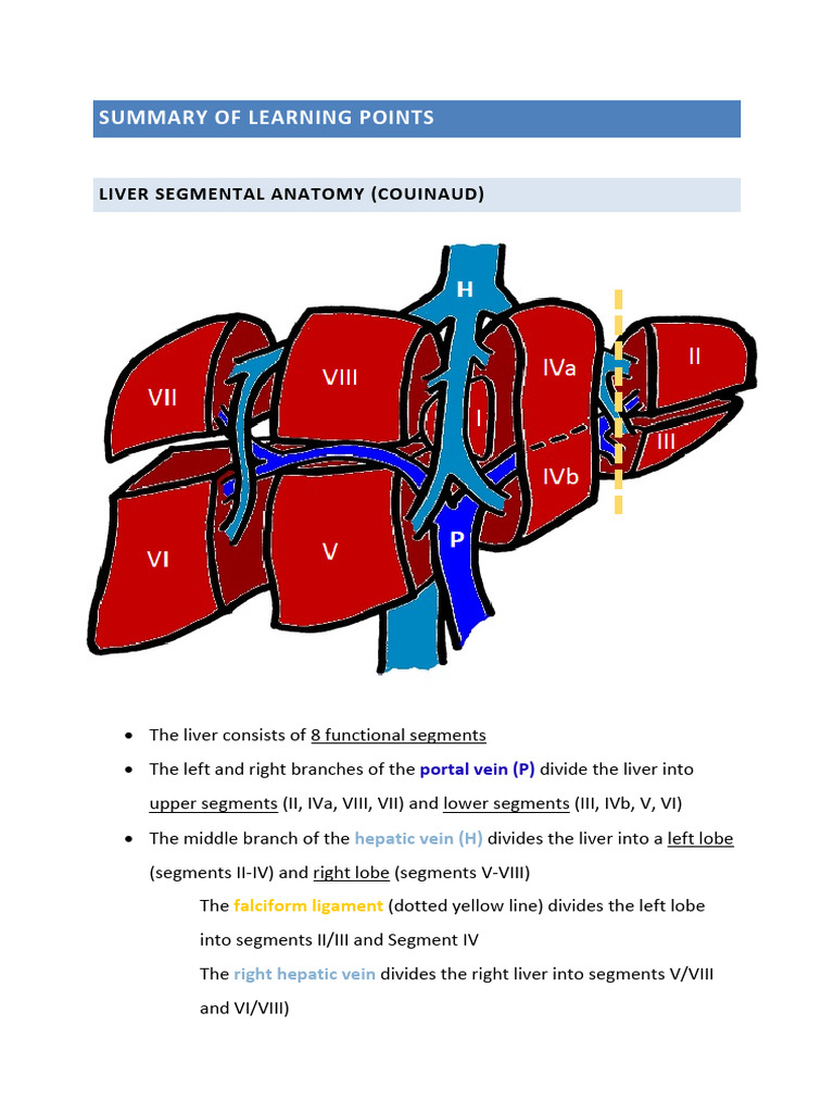 Liver | PDF