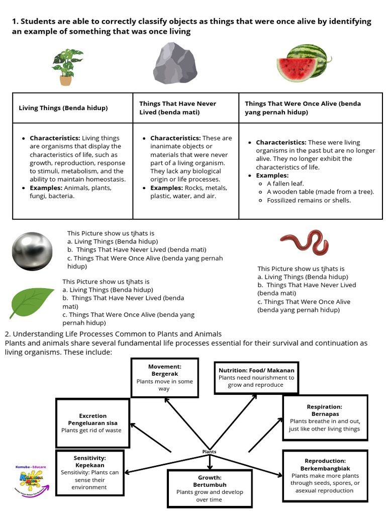 Students Are Able To Correctly Classify Objects As Things That Were ...