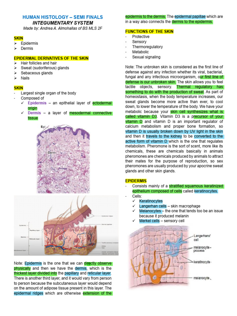 SF Integumentary System Notes | PDF | Skin | Epidermis