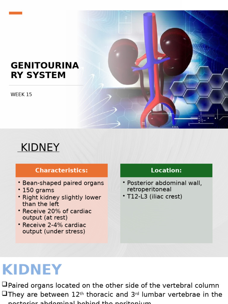 Genitourinary System | PDF | Angiotensin | Kidney