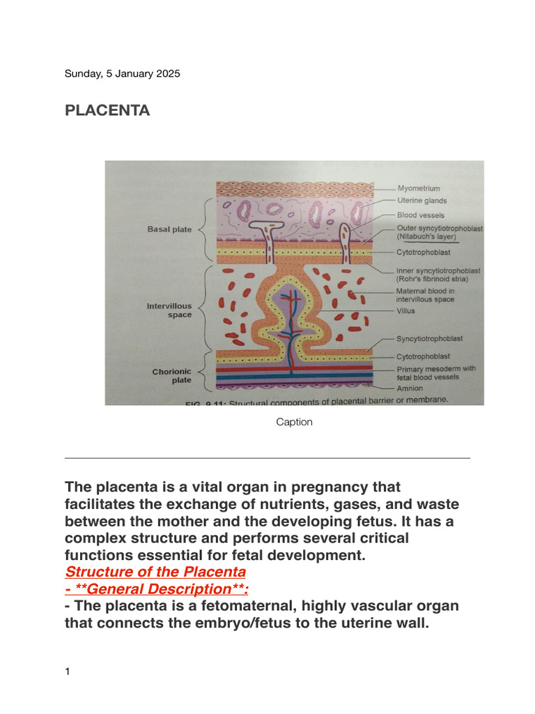 PLACENTA | PDF