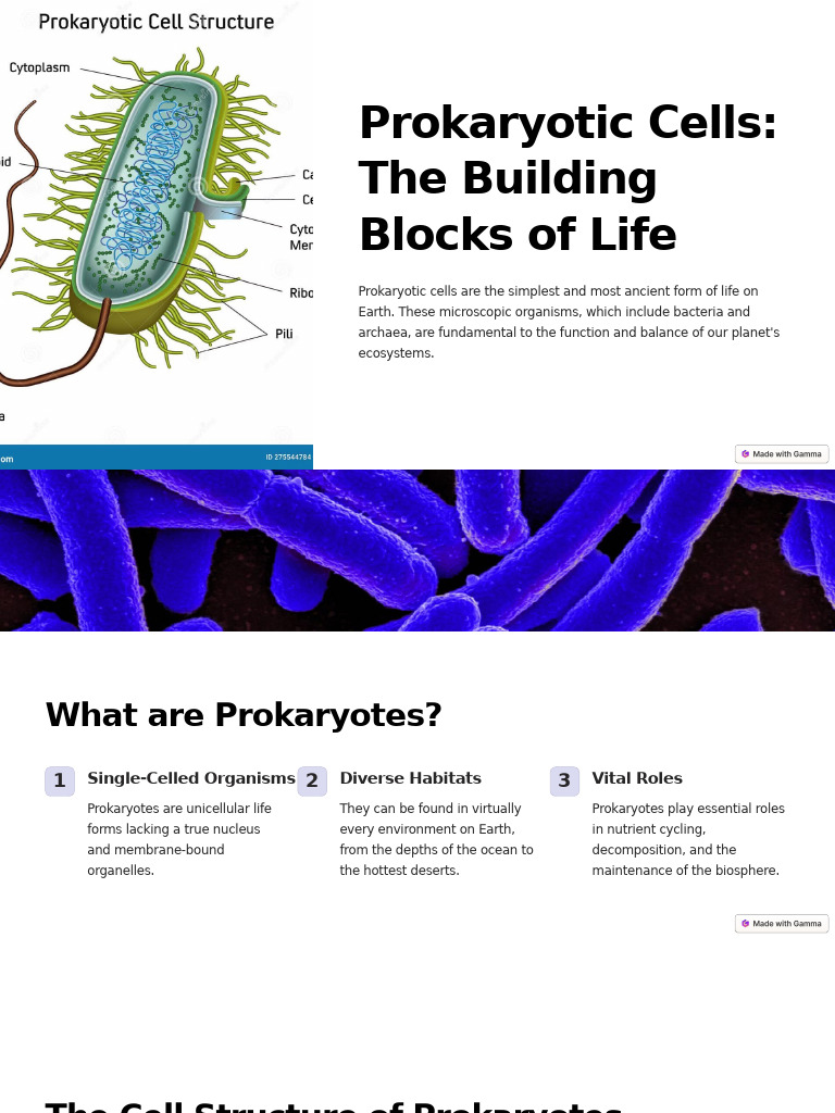 Prokaryotic Cells The Building Blocks of Life | PDF | Cell (Biology ...