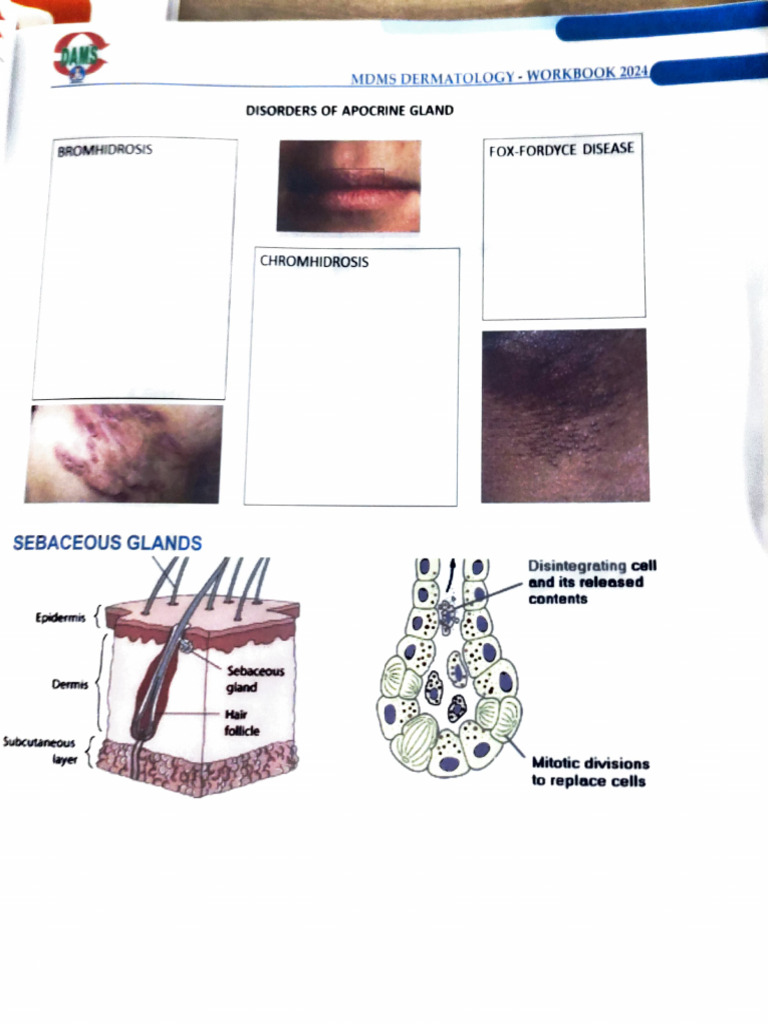 Skin 4 | PDF